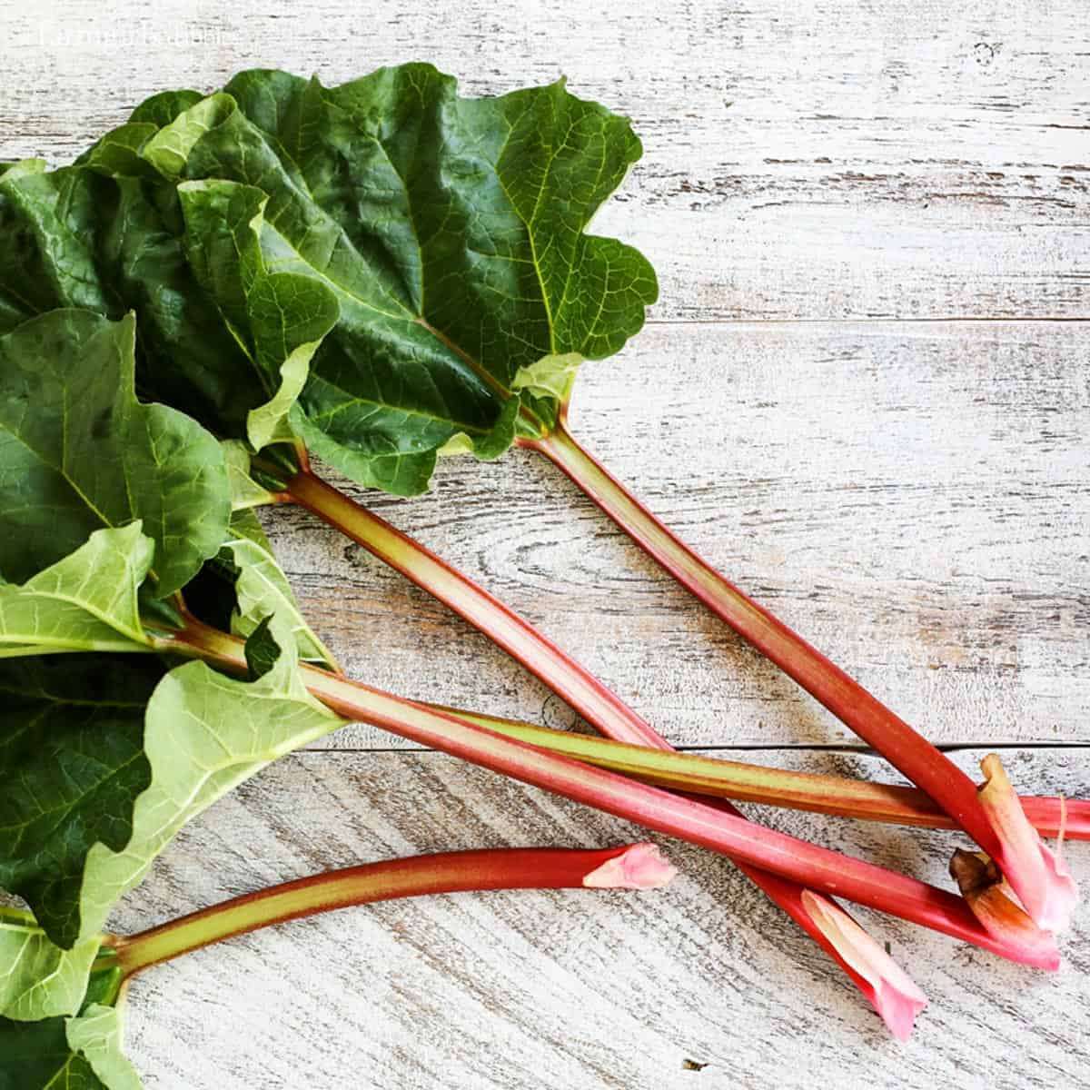 Rhubarb 101 - A Farmgirl's Dabbles